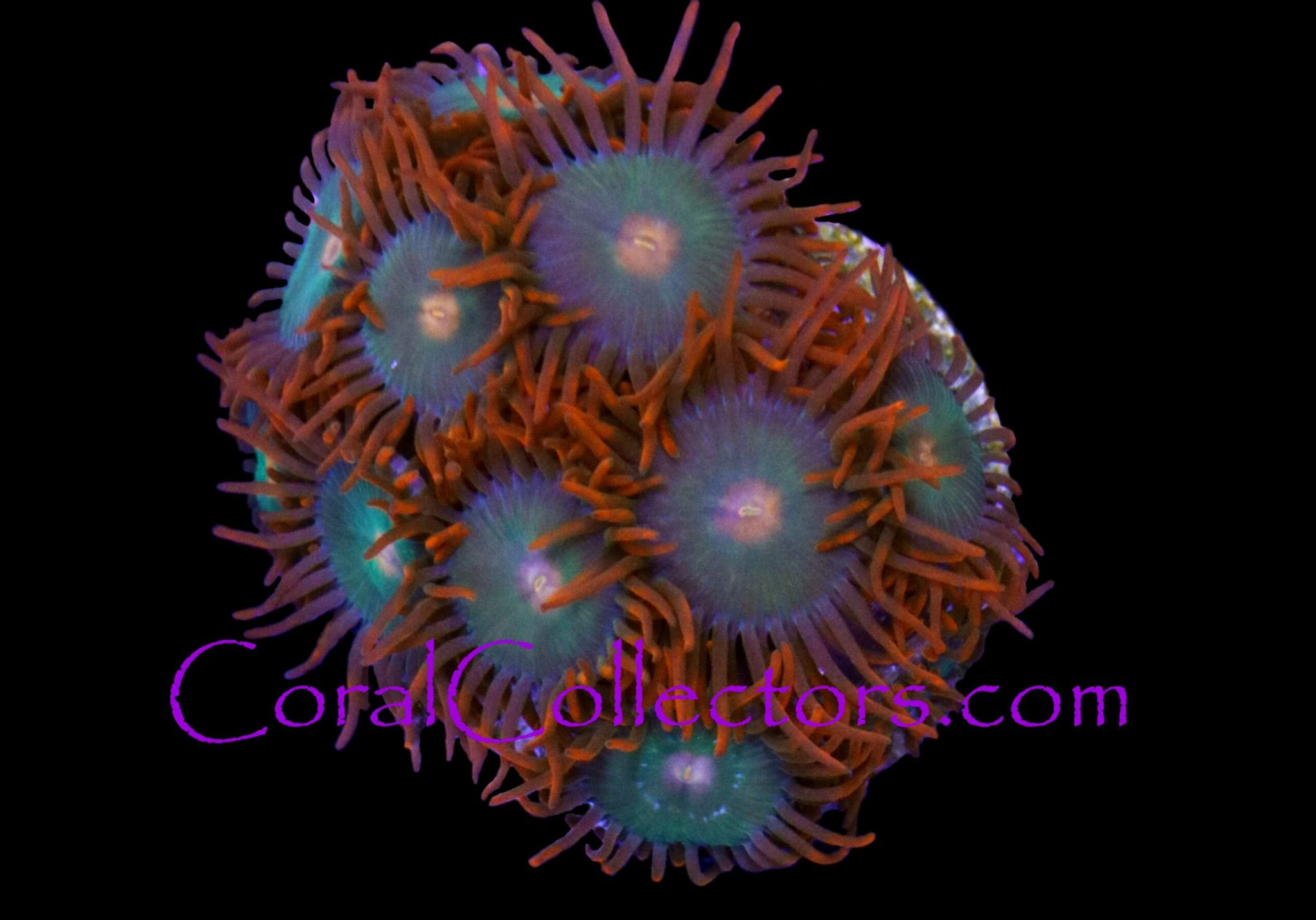 Gatorade Zoanthid | Coral Collectors