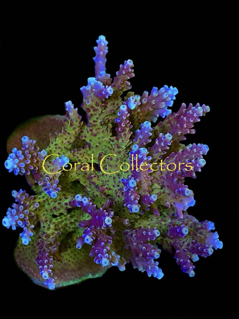 Pink Cadillac Acropora | Coral Collectors