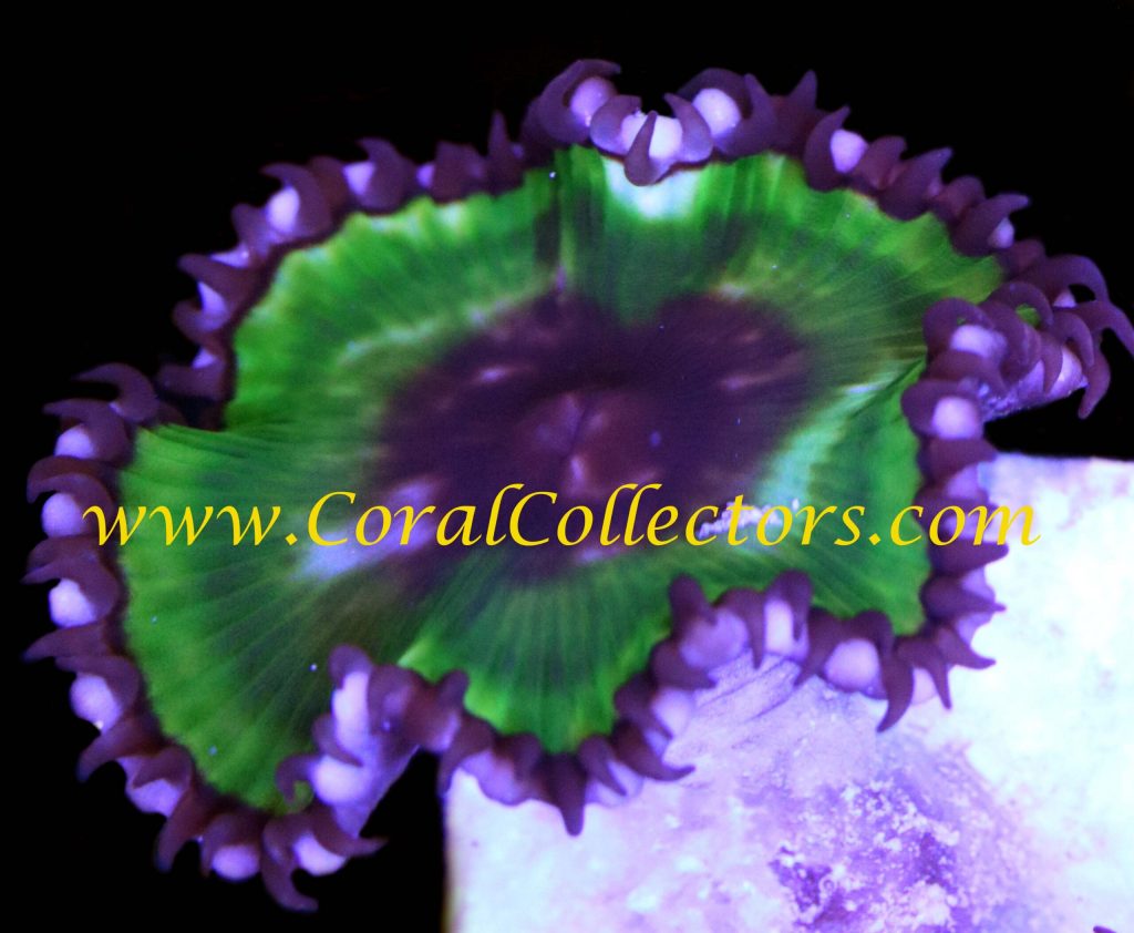 Palythoa Grandis | Coral Collectors