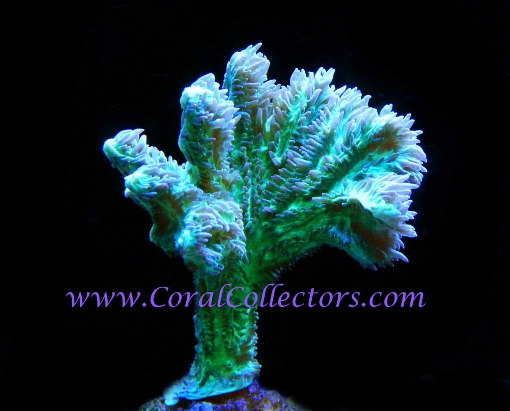 Branching Hydnophora | Coral Collectors