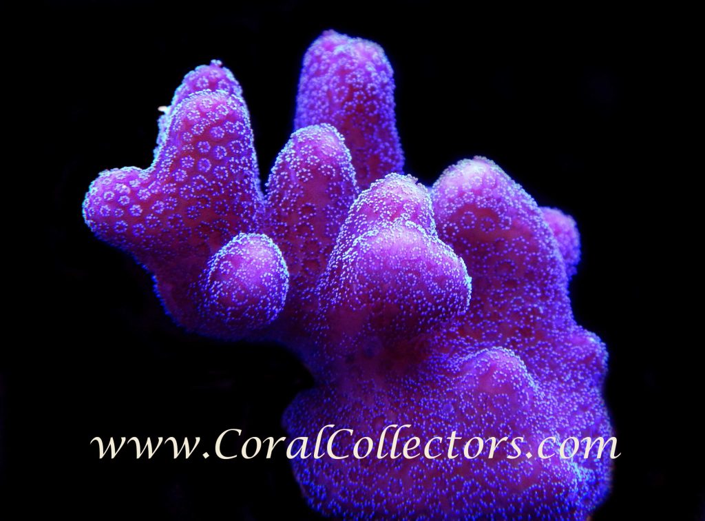 Purple Pocillopora | Coral Collectors